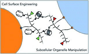 Engineering living cells with cucurbit[7]uril-based supramolecular ...