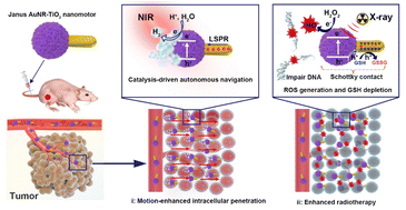 Plasmon enhanced catalysis-driven nanomotors with autonomous navigation ...