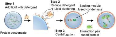 Lipid coated protein condensates as stable protocells with selective ...