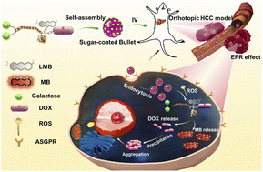 An excipient-free “sugar-coated bullet” for the targeted treatment of ...