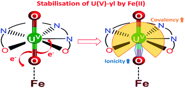 The mechanism of Fe induced bond stability of uranyl(v) - Chemical ...