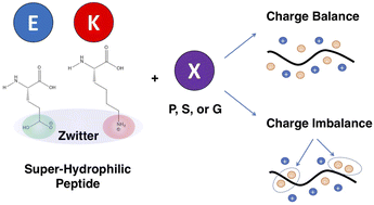 Motif-based zwitterionic peptides impact their structure and ...