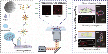 Spatially resolved single-molecule profiling of microRNAs in migrating ...