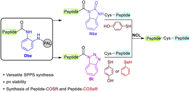 A versatile o-aminoanilide linker for native chemical ligation ...