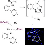 Intramolecular tetrazine-acryloyl cycloaddition: chemistry and ...