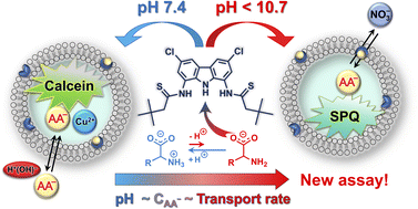 pH-Dependent transport of amino acids across lipid bilayers by simple ...