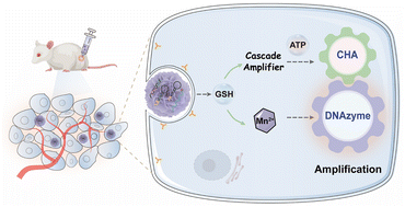 High-fidelity ATP imaging via an isothermal cascade catalytic amplifier ...