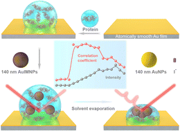 Correlation coefficient-directed label-free characterization of native proteins by surface ...