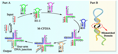 Programmable mismatch-fueled high-efficiency DNA signal amplifier ...