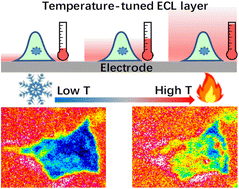 A temperature-tuned electrochemiluminescence layer for reversibly ...