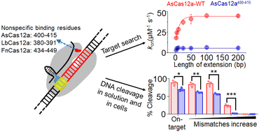Nonspecific interactions between Cas12a and dsDNA located downstream of ...