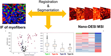Multimodal high-resolution nano-DESI MSI and immunofluorescence imaging ...