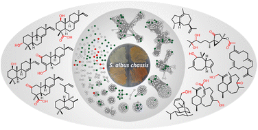 Building Streptomyces albus as a chassis for synthesis of bacterial ...