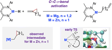 Understanding the role of ring strain in β-alkyl migration at Mg and Zn ...