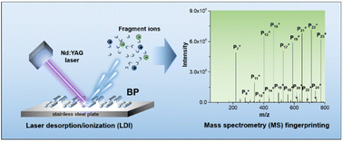 Molecular-level degradation pathways of black phosphorus revealed by ...
