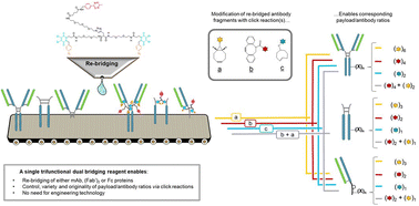 Enabling the formation of native mAb, Fab′ and Fc-conjugates using a ...