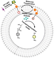 Light-controlled artificial transmembrane signal transduction for ‘ON ...