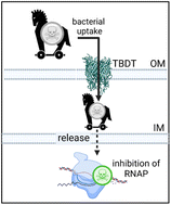 Siderophore conjugation with cleavable linkers boosts the potency of ...