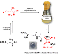 Synthesis of functionalized 2,3-diaminopropionates and their potential ...