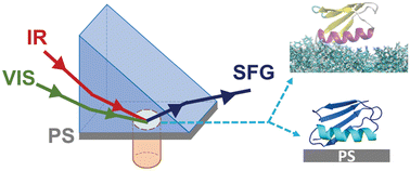 Determination of protein conformation and orientation at buried solid ...