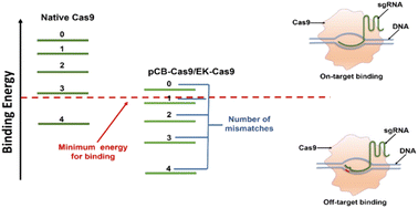 Minimizing the off-target frequency of the CRISPR/Cas9 system via ...