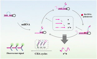 A sensitive isothermal fluorescence biosensor for microRNA detection ...