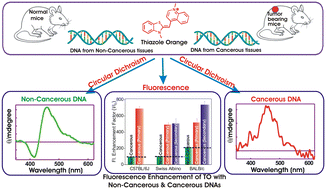 Label-free optical bio-sensing of non-cancerous and cancerous tissues from mice: distinct ...
