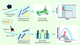 Comparative study of polydopamine and polypyrrole modified yeast cells ...