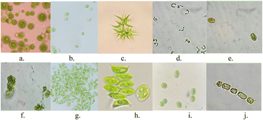 Algae as a source of renewable energy: opportunities, challenges, and ...