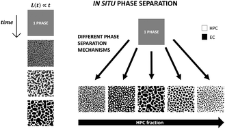 Structure formation and coarsening kinetics of phase-separated spin ...