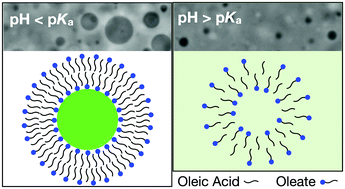 Subtle changes in pH affect the packing and robustness of fatty acid ...