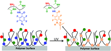 A facile method for grafting functional hydrogel films on PTFE, PVDF ...