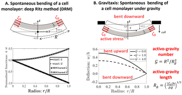 Variational methods and deep Ritz method for active elastic solids ...