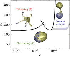 Non-equilibrium shapes and dynamics of active vesicles - Soft Matter (RSC Publishing)