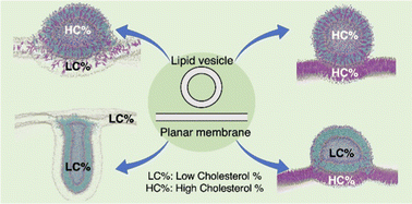 Modulation of lipid vesicle–membrane interactions by cholesterol - Soft ...