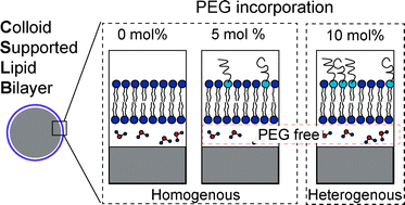 Impact of poly(ethylene glycol) functionalized lipids on ordering and ...