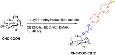 Self-assembled materials from cellulose nanocrystals conjugated with a ...