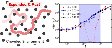 Facilitated dynamics of an active polymer in 2D crowded environments ...