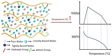 Intrinsic-water desorption induced thermomechanical response of ...