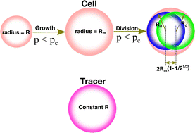Observe without disturbing: tracer particles sense local stresses in ...