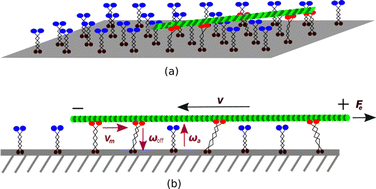 Cooperation and competition in the collective drive by motor proteins ...