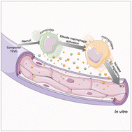 A textile-reinforced composite vascular graft that modulates macrophage ...