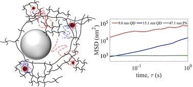 Nanoparticle dynamics in hydrogel networks with controlled defects - Soft Matter (RSC Publishing)
