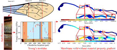 Structural stabilization of honeybee wings based on heterogeneous ...