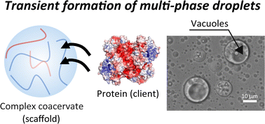 Transient formation of multi-phase droplets caused by the addition of a folded protein into ...