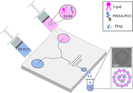 Microfluidic synthesis of multilayered lipid–polymer hybrid ...