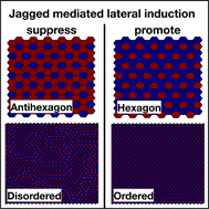 The alternate ligand Jagged enhances the robustness of Notch signaling ...