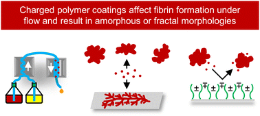 Fibrin formation and fractal organization at cationic, anionic, and ...