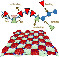 Membrane domain formation induced by binding/unbinding of curvature-inducing molecules on both ...
