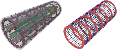 Dynamics of the axon plasma membrane skeleton - Soft Matter (RSC ...